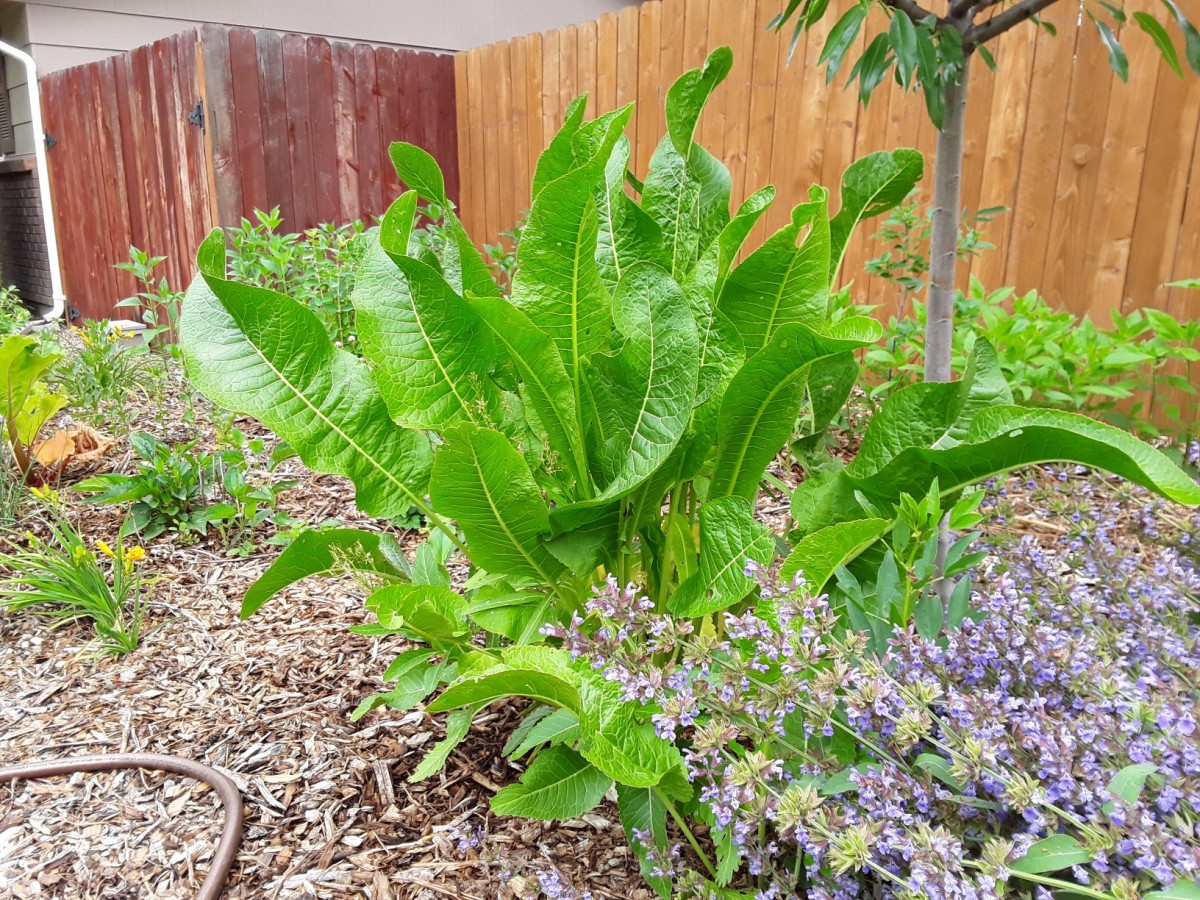 Biomass: Your Homegrown Resource for Rich Soil - Dengarden - Home and ...