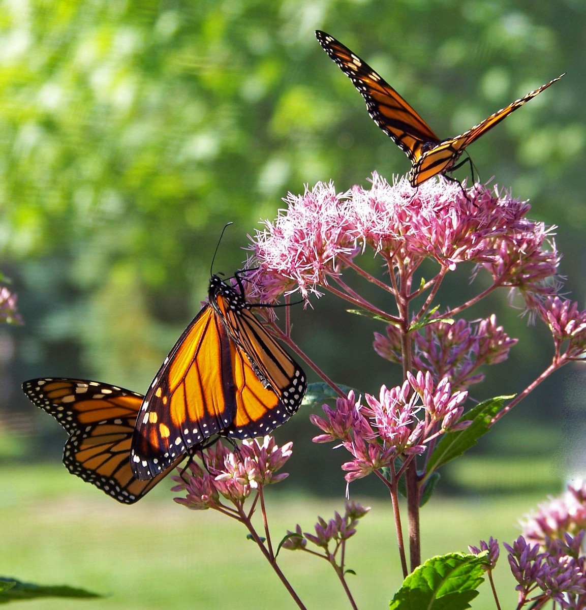 How to Encourage Butterflies to Visit Your Garden - Dengarden