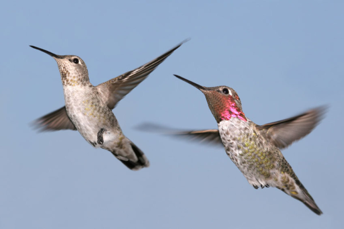 How to Attract Hummingbirds to Your Yard - Dengarden
