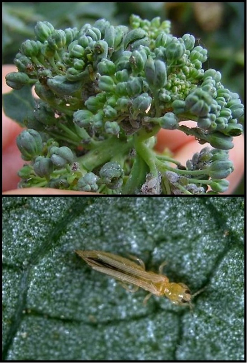 Growing Broccoli in Ohio - HubPages