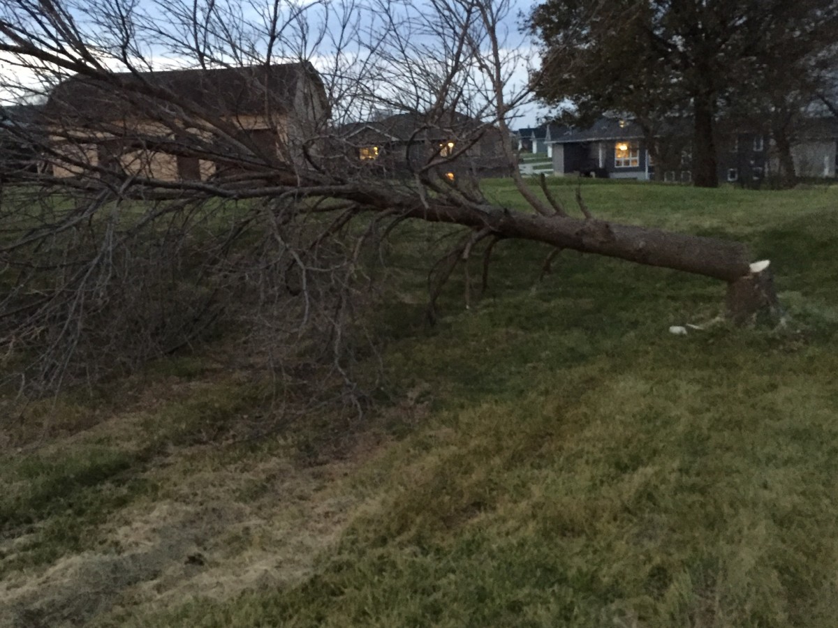 Why and When You Should Remove Tree Limbs - Dengarden