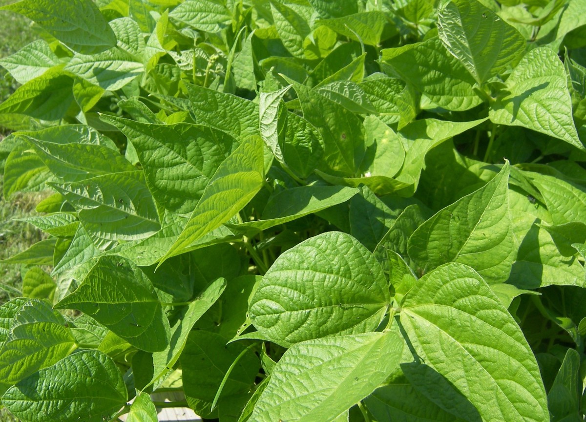 How to Grow Green Beans in Ohio - HubPages
