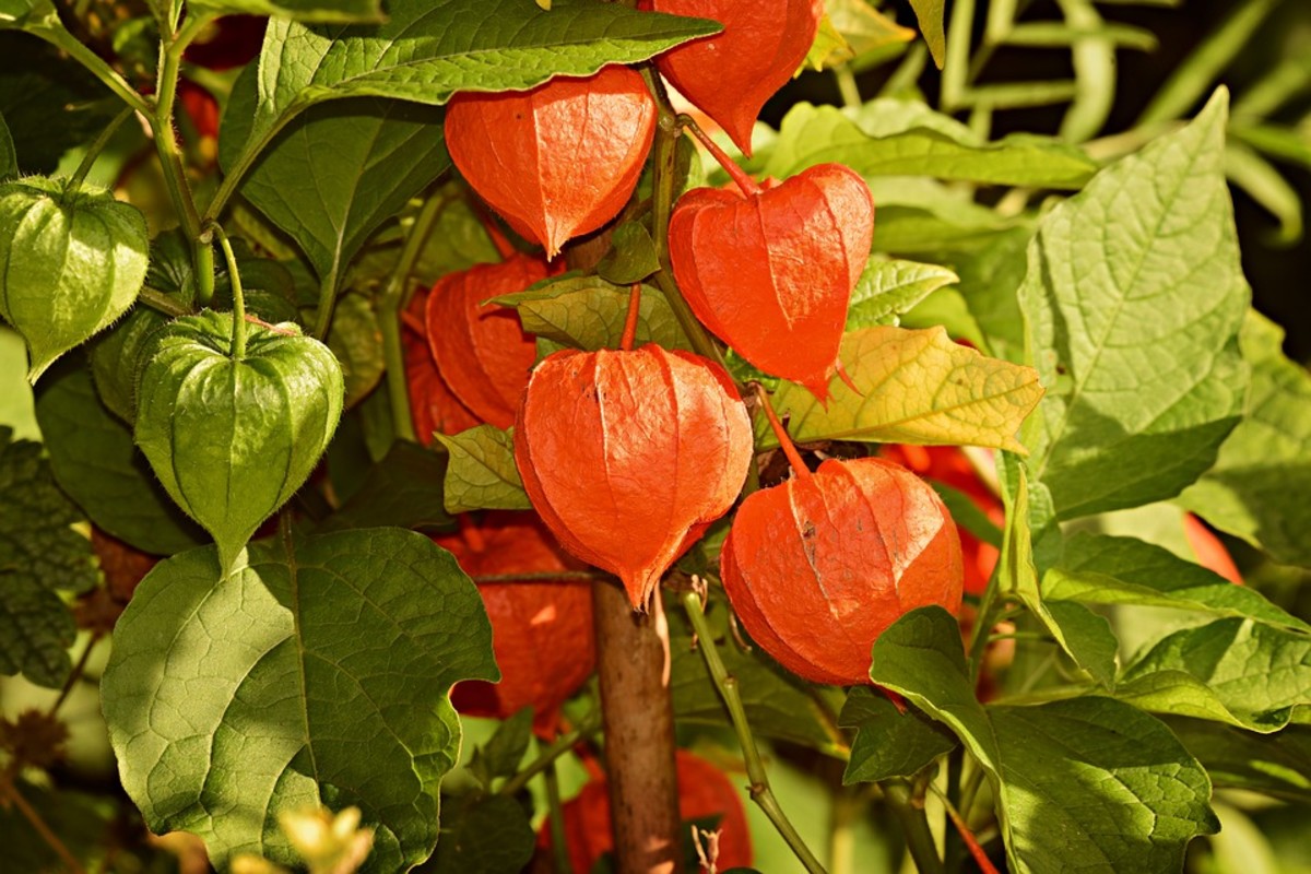 How To Grow Chinese Lanterns Dengarden