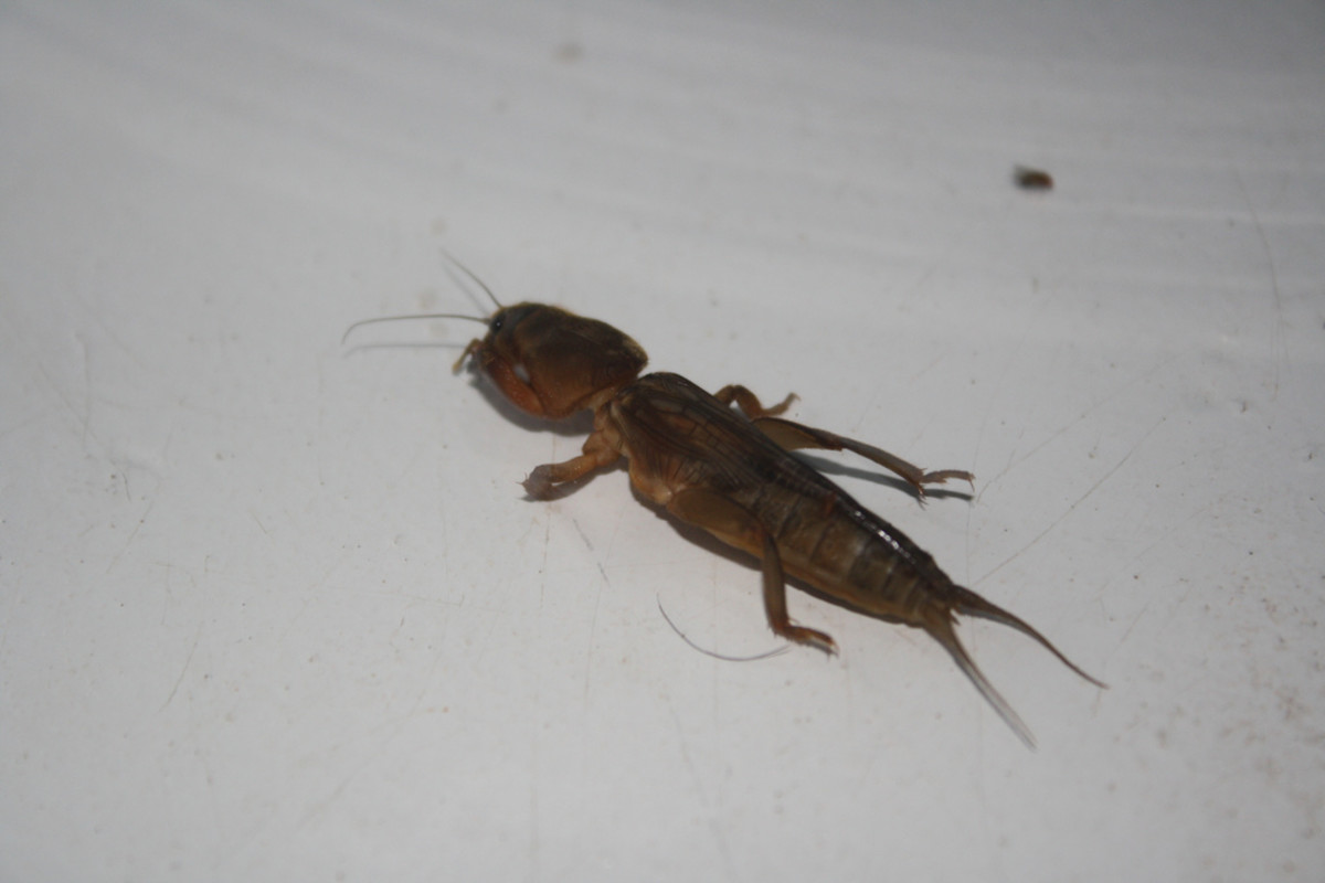 Top 5 Central Florida Lawn Pests and Tips - HubPages