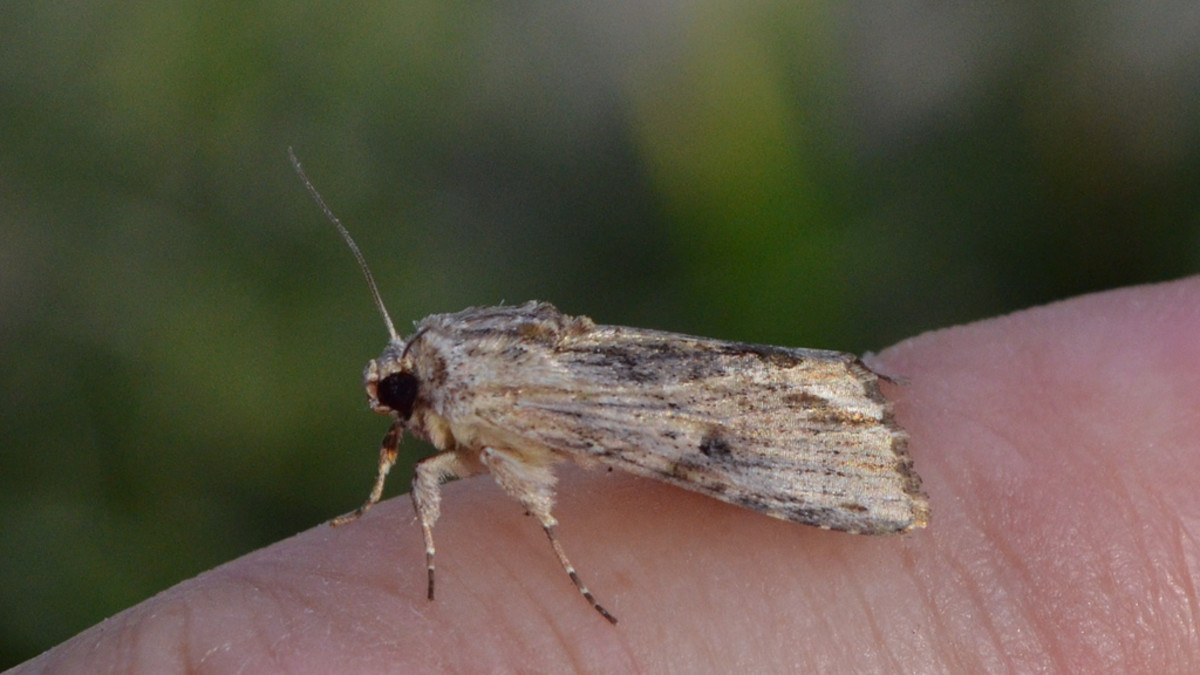 Top 5 Central Florida Lawn Pests and Tips - HubPages