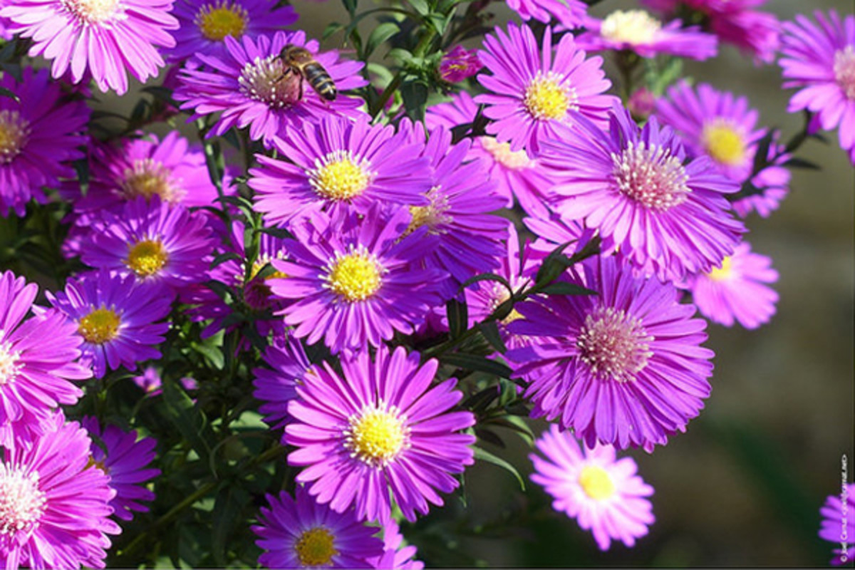 Top 8 Flower Picks for a Summer Cutting Garden - HubPages