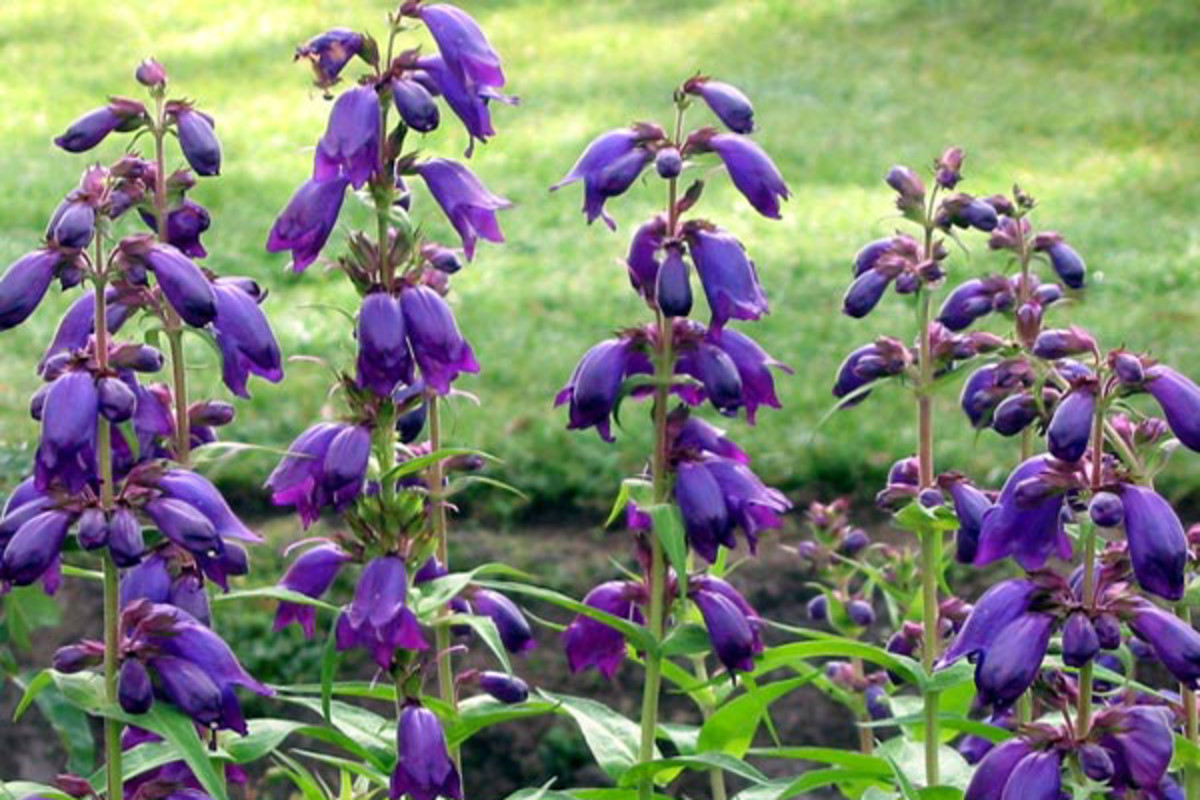 Top 8 Flower Picks for a Summer Cutting Garden - HubPages