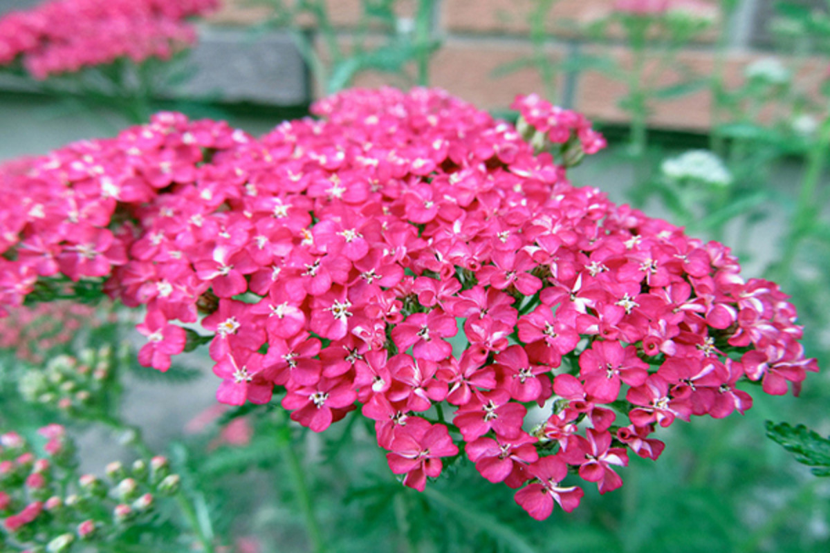 Top 8 Flower Picks for a Summer Cutting Garden - HubPages