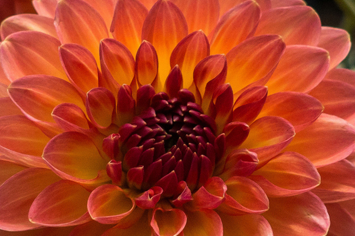 Top 8 Flower Picks for a Summer Cutting Garden - HubPages