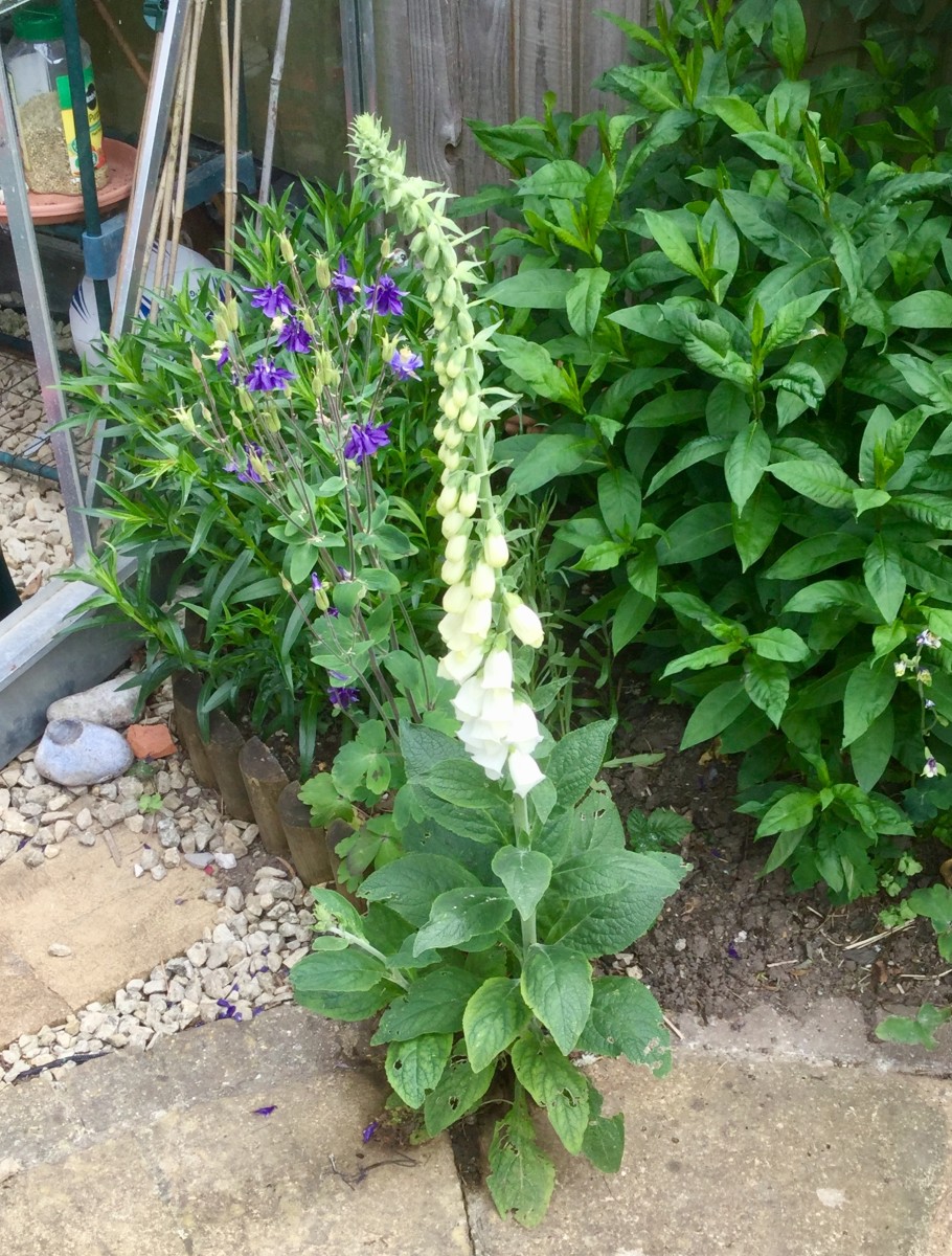 The Chelsea Chop: Pruning Perennials for Extended Flowering - HubPages