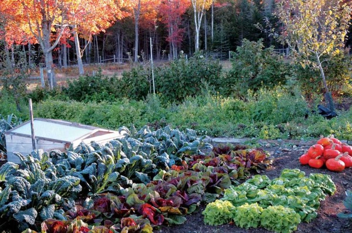 Preparing Your Garden for Fall - HubPages
