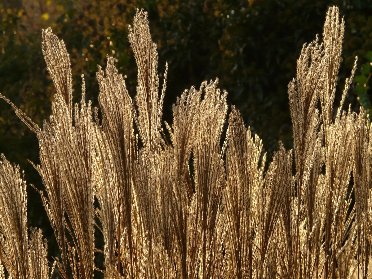 Ornamental Grasses: A Unique Landscaping Choice - HubPages