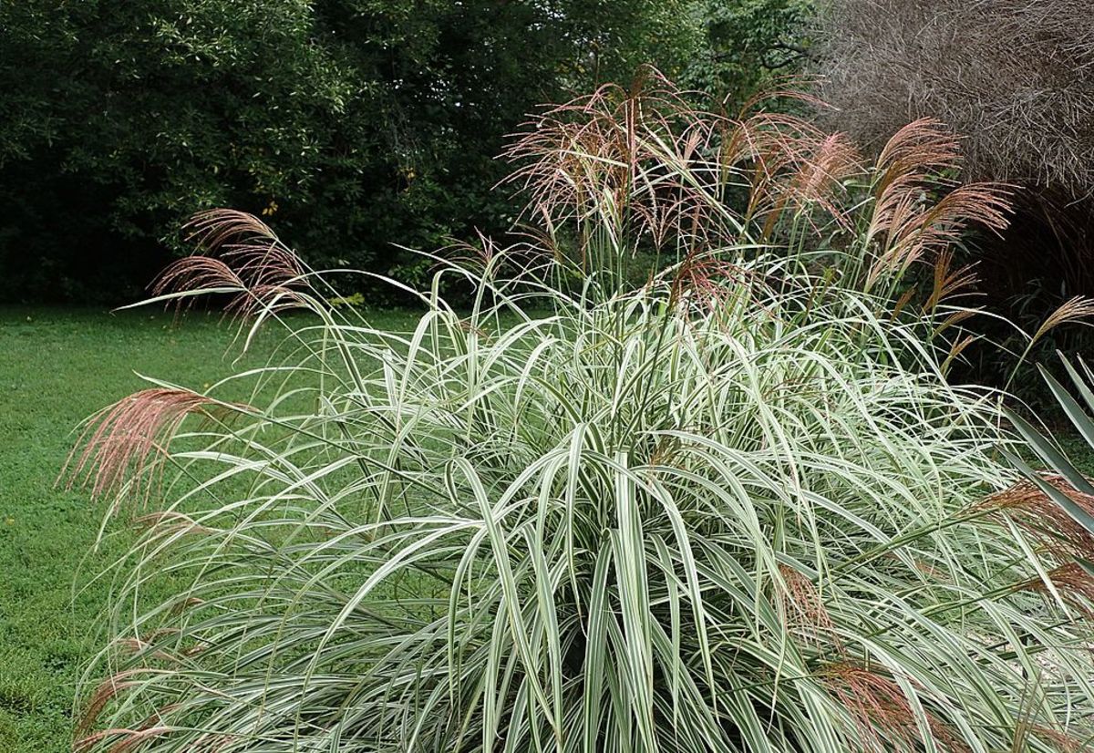Ornamental Grasses: A Unique Landscaping Choice - HubPages