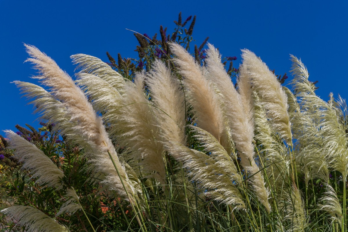 Ornamental Grasses: A Unique Landscaping Choice - HubPages