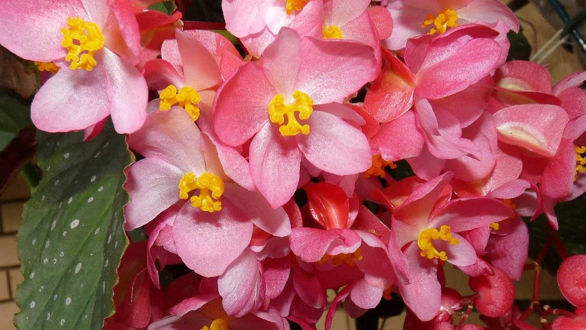 My Top 10 Favourite Pink Flowers - HubPages