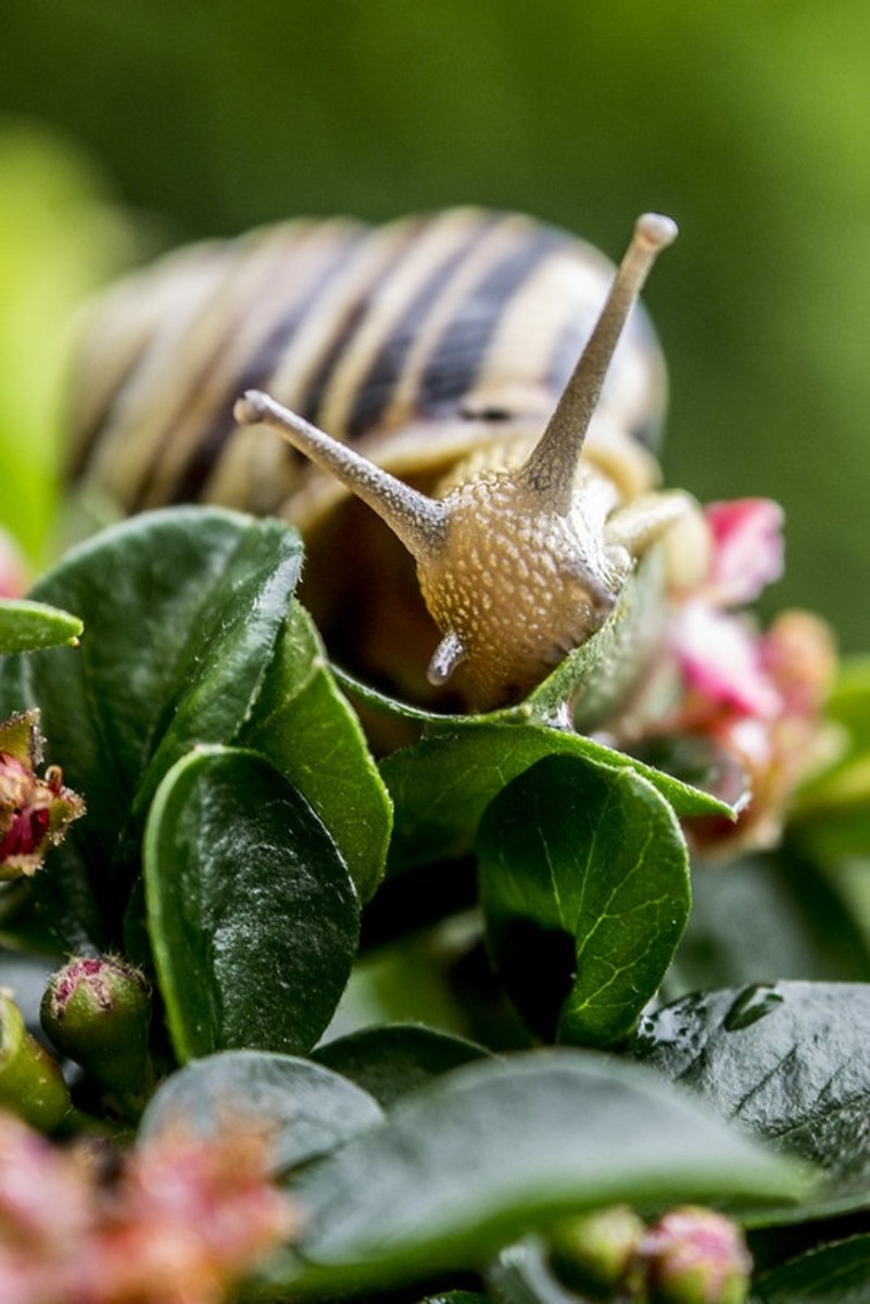 Harvesting Snails For Escargot at George Havens blog