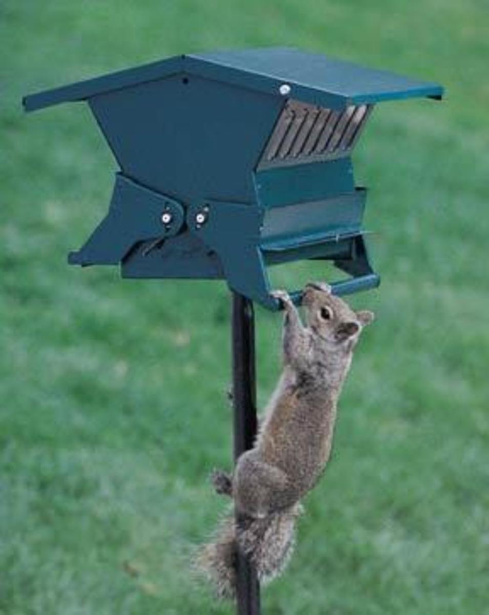 How to Buy or Make a Squirrel-Proof Bird Feeder - Dengarden
