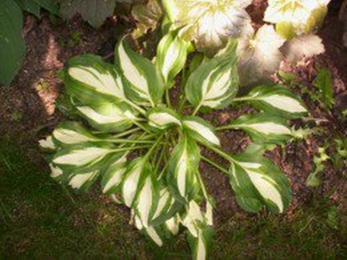 How to Plant and Grow Hostas - Dengarden