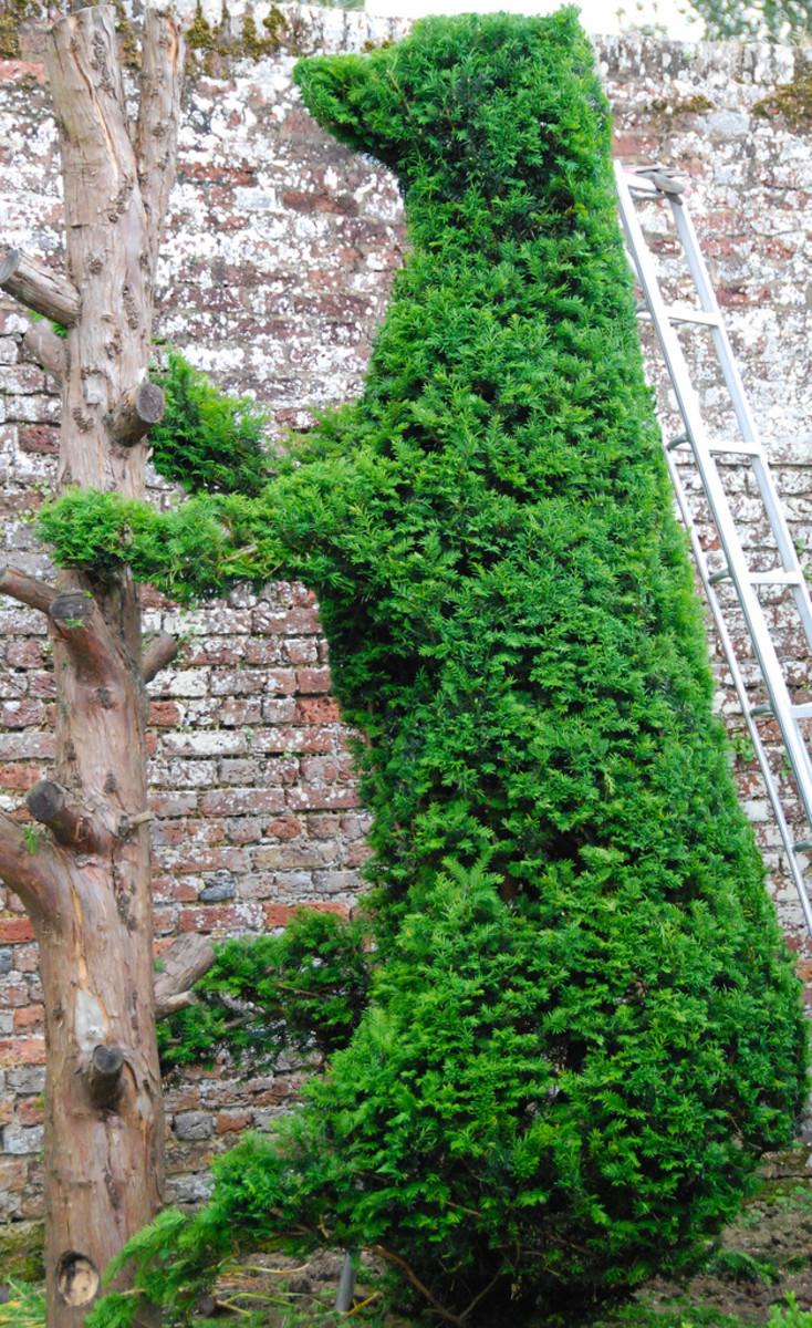 The 8 Best Hedge Plants - Dengarden