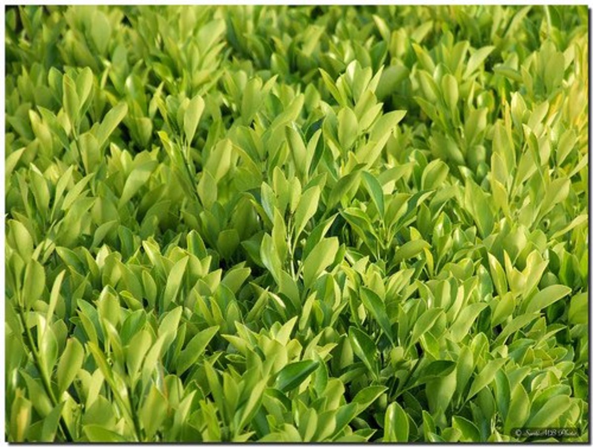 The 8 Best Hedge Plants - Dengarden