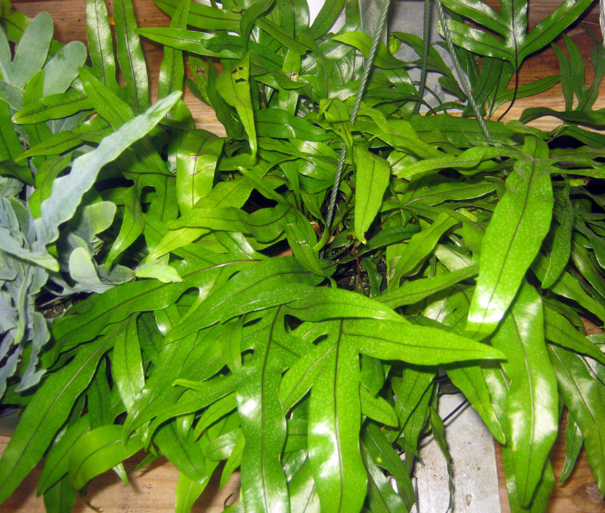 Houseplants: Easy-to-Find, Easy-Care Ferns - Dengarden