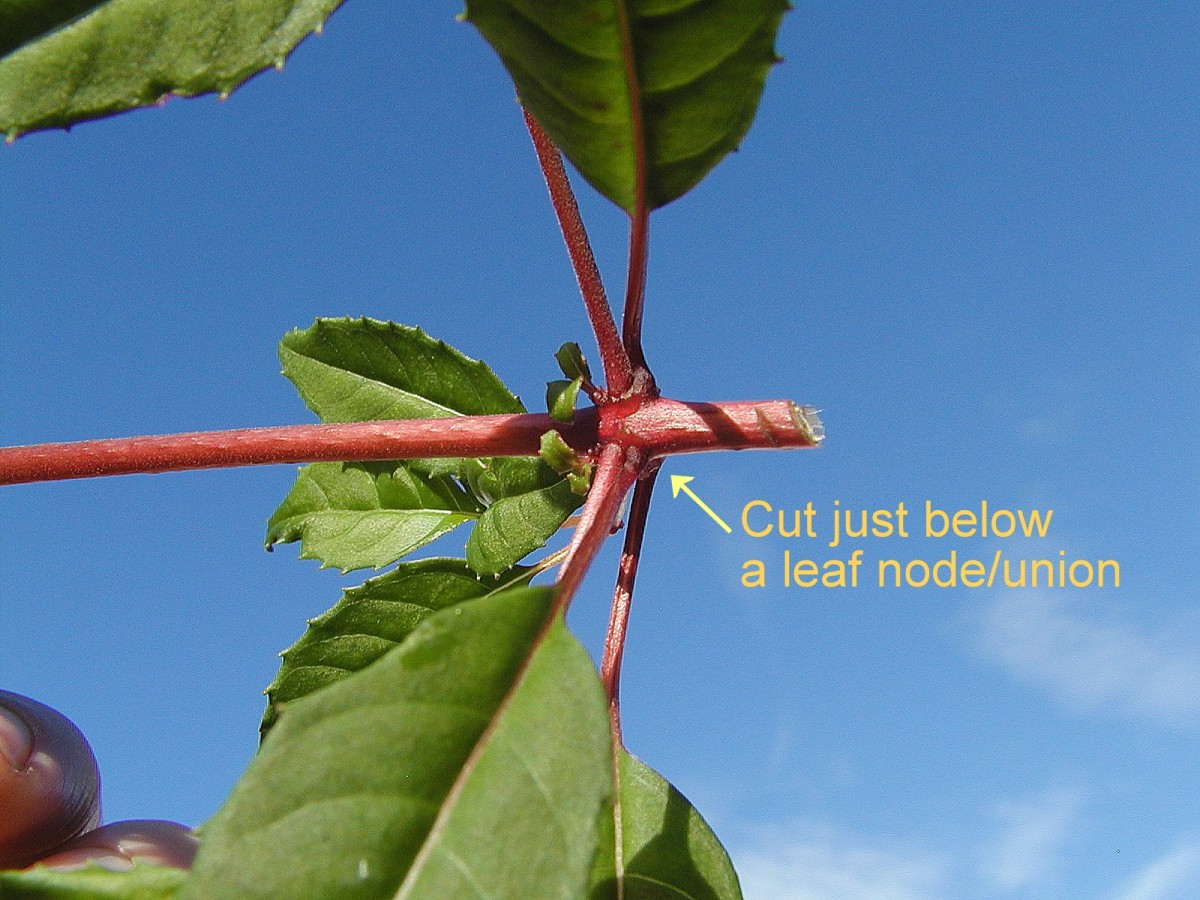 How to Grow Fuchsia From Cuttings: Making New Plants for Free - HubPages