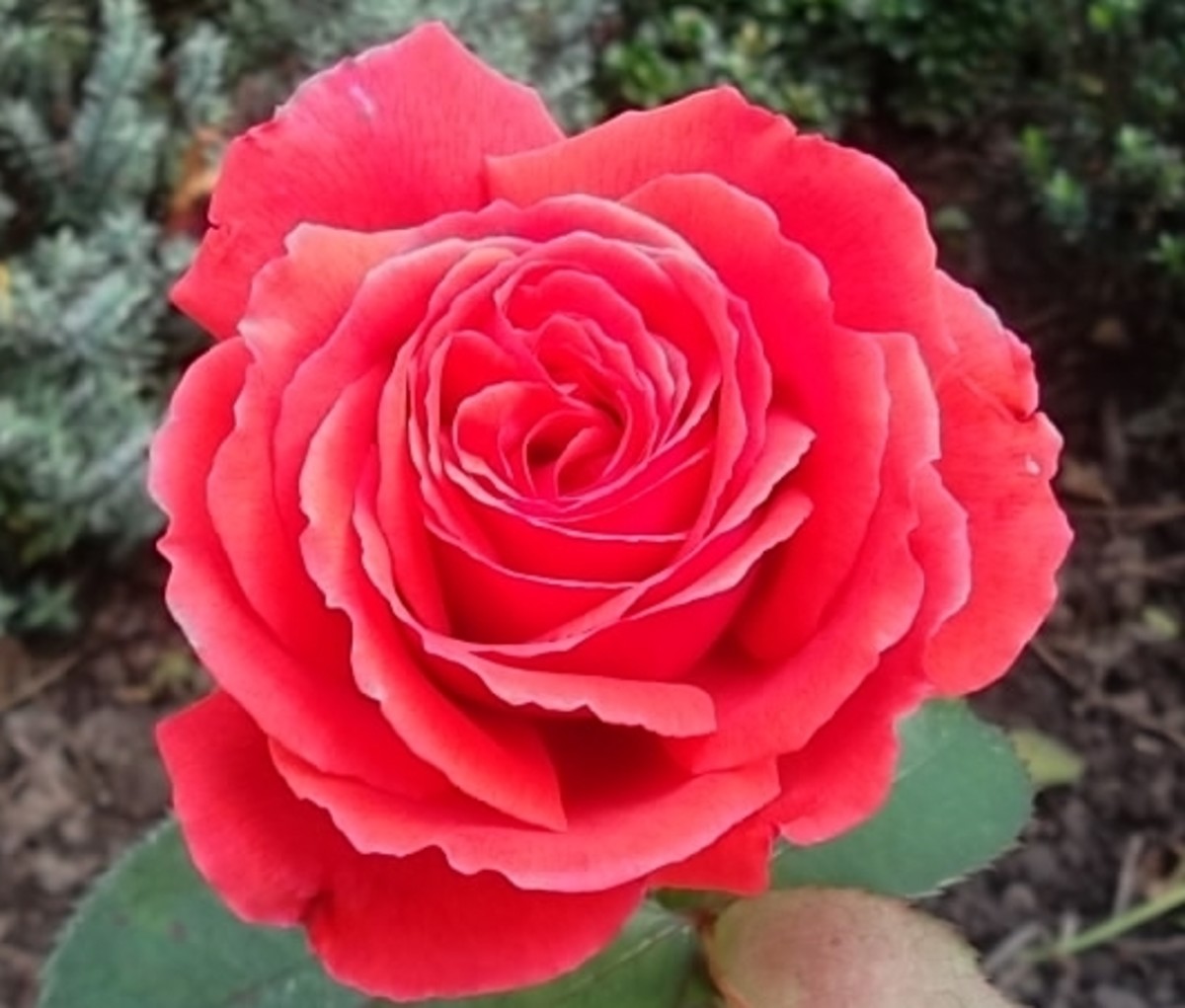 9 Best Flowers and Herbs for Pomanders - HubPages