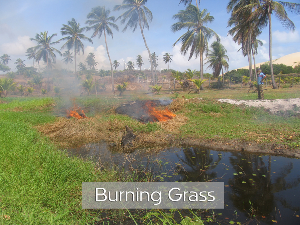 Cutting Cattails, Bulrushes, and Reeds - HubPages