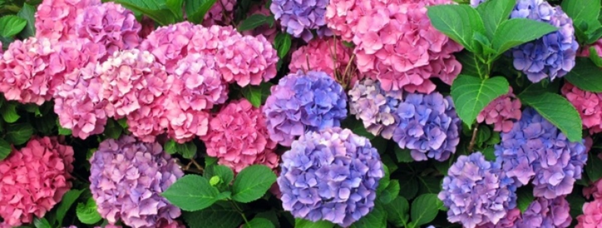 How to Plant and Care for Colorful Bigleaf Hydrangeas - HubPages