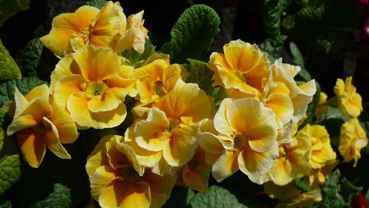 How to Grow Primroses, a Cottage Garden Favorite - HubPages
