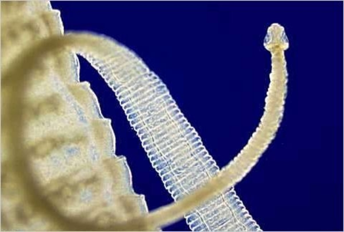 Taeniasis and Cysticercosis as a Result of Tapeworm Infection - HubPages