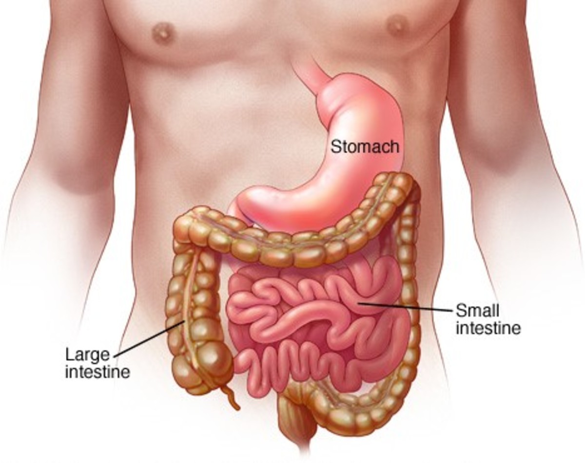 The Causes And Treatments Of Gastroenteritis YouMeMindBody The Causes And Treatments Of Gastroenteritis YouMeMindBody