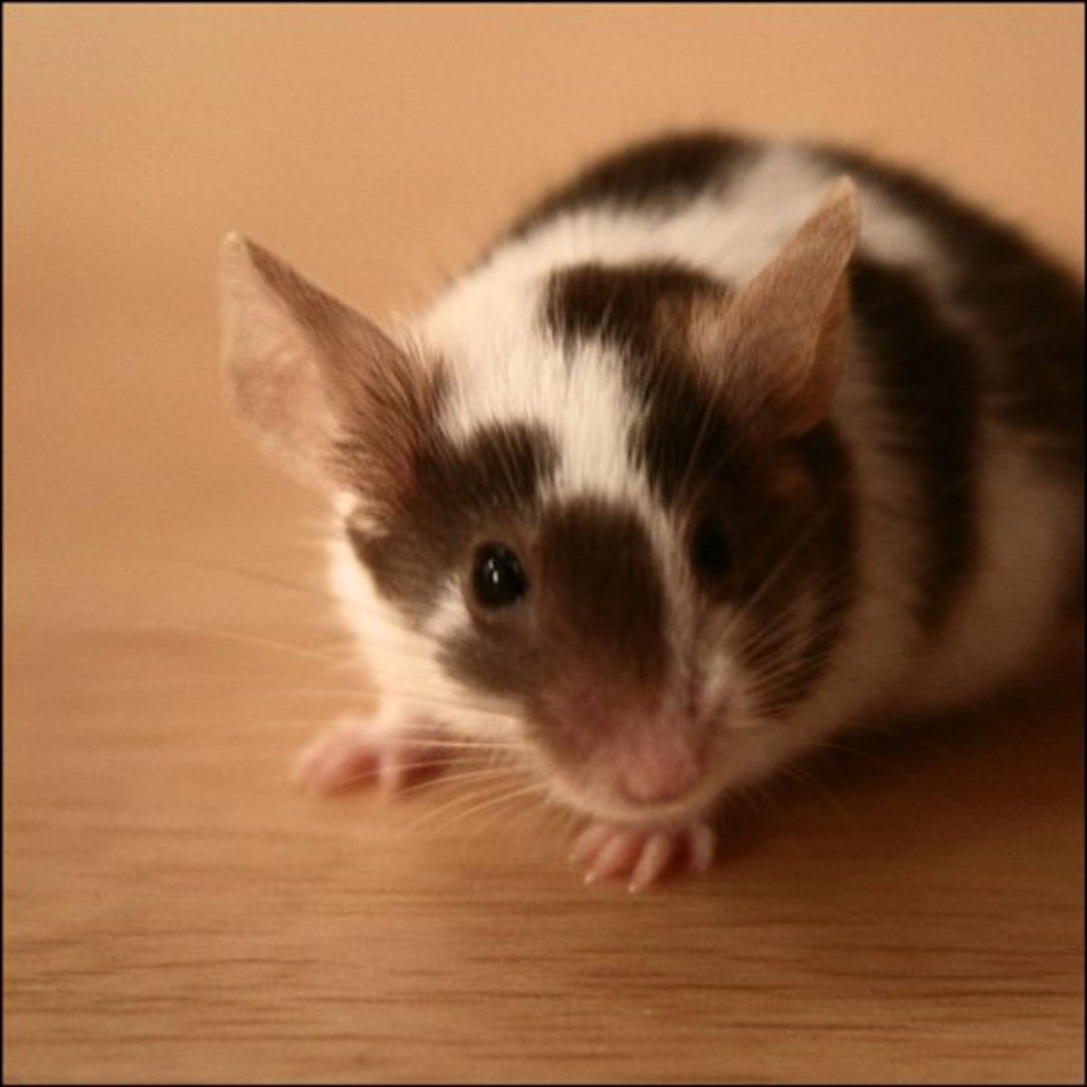 Health Problems In Pet Mice PetHelpful