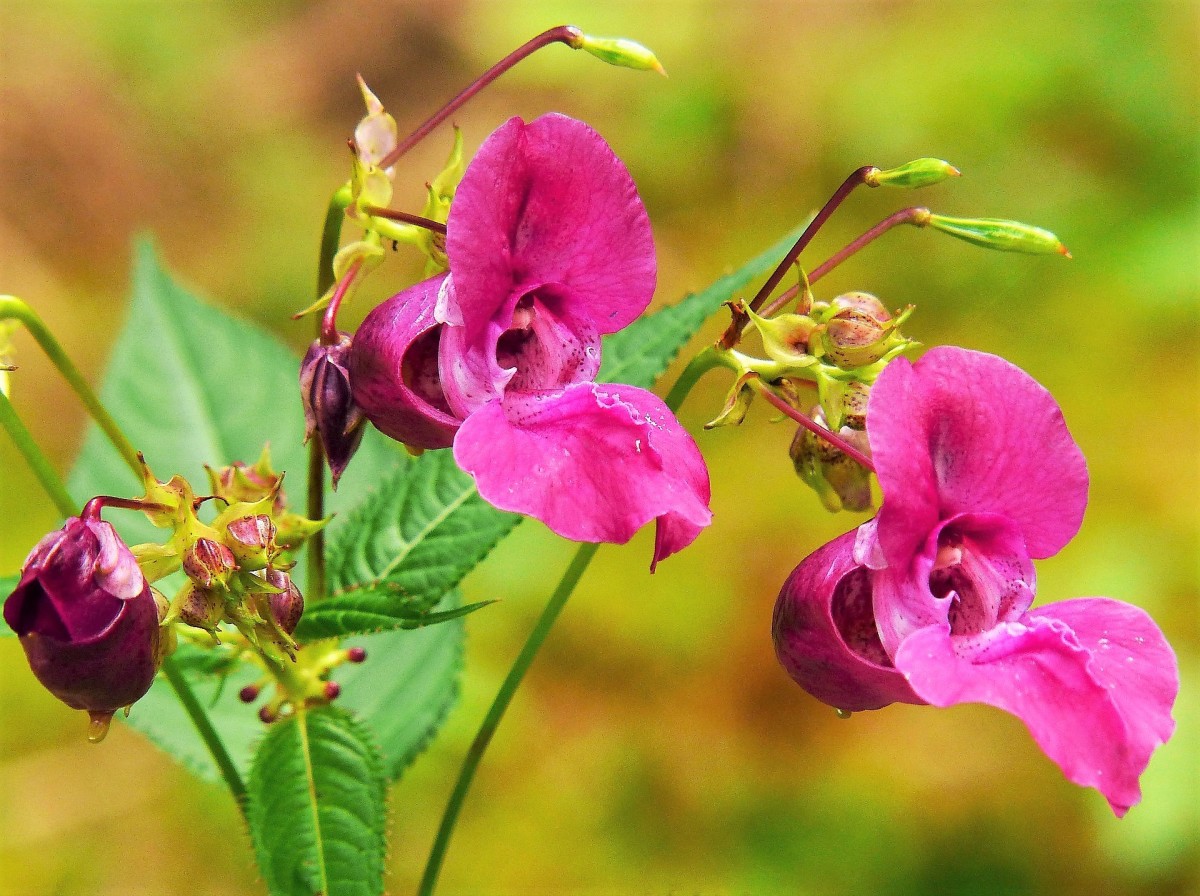 Facts About Himalayan Balsam Plants And Still Creek In Burnaby Owlcation Facts About Himalayan Balsam Plants And Still Creek In Burnaby Owlcation