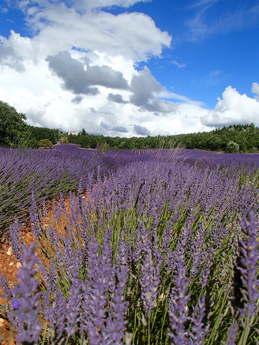Southern France: Lavender Festival in Sault, Provence - WanderWisdom