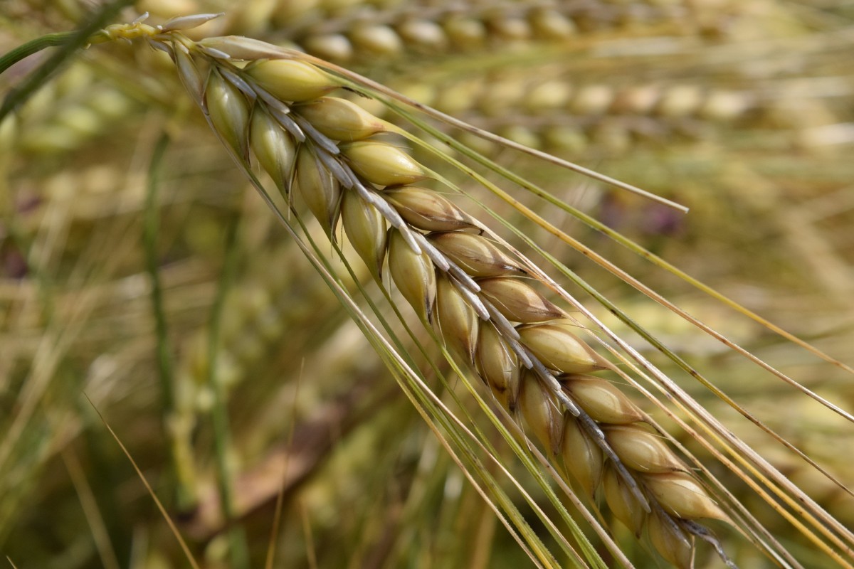 Survival Skills: Long-Term Food Storage of Grains - HubPages
