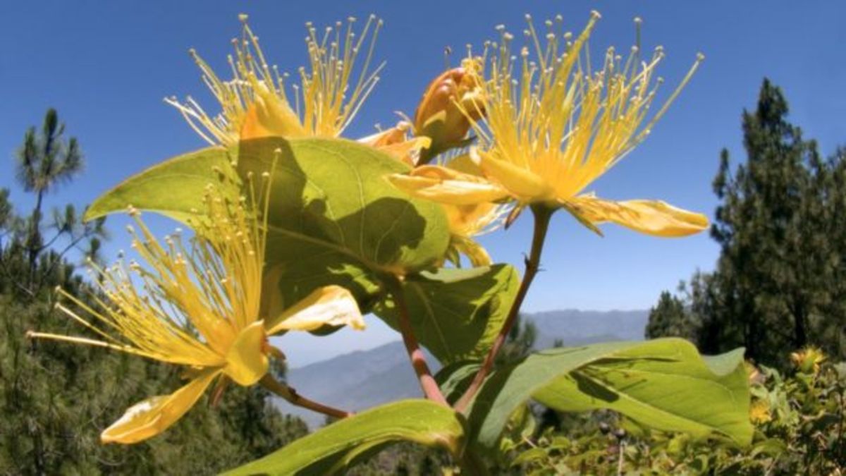 The Uses, Benefits, and Dangers of St John's Wort - HubPages
