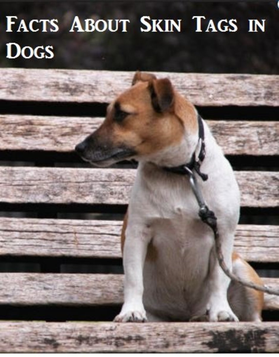 Facts About Skin Tags On Dogs And Their Removal With Pictures Facts About Skin Tags On Dogs And Their Removal With Pictures