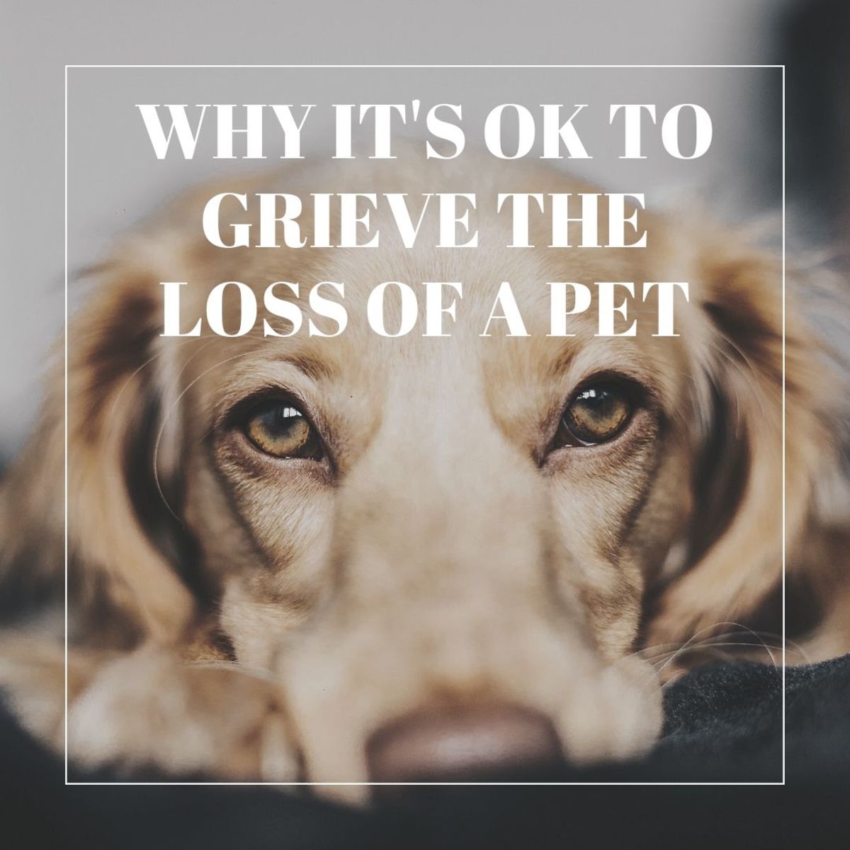 How To Survive Loss Of A Beloved Pet at Rose Thyer blog