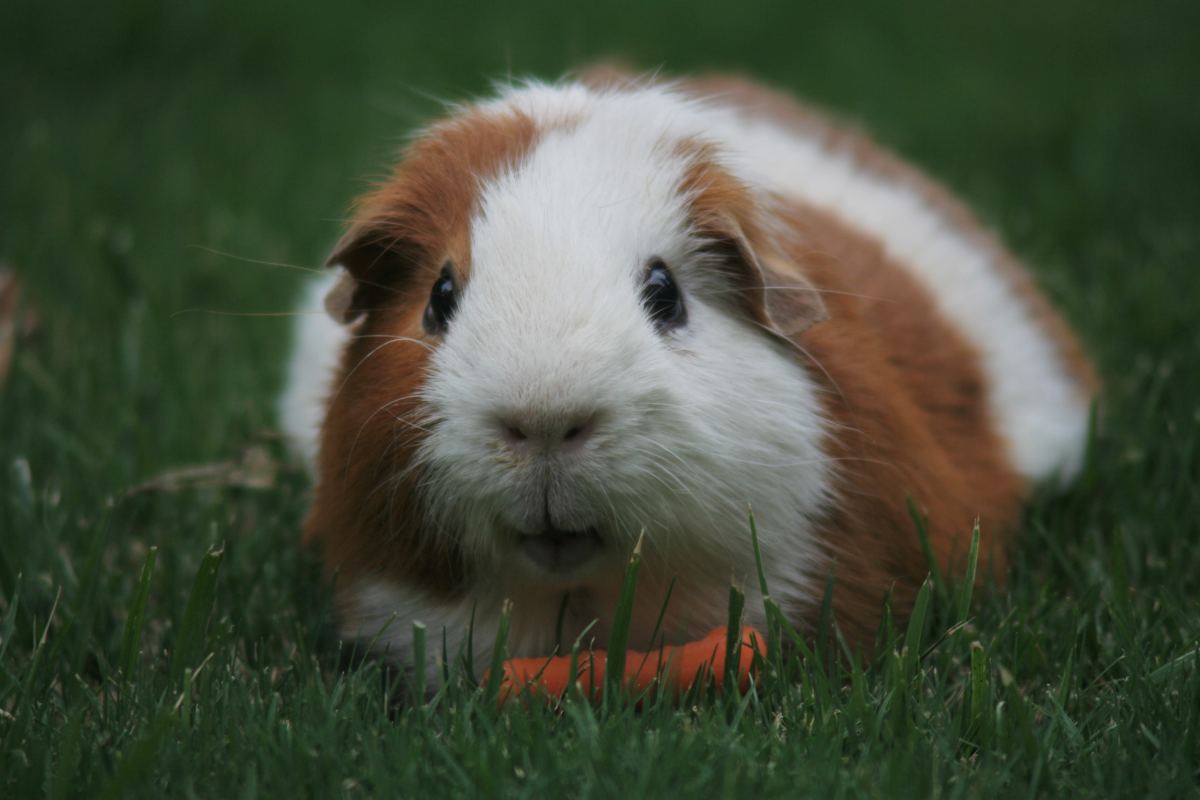 6 Reasons Why Guinea Pigs Are Great Pets PetHelpful 6 Reasons Why Guinea Pigs Are Great Pets PetHelpful