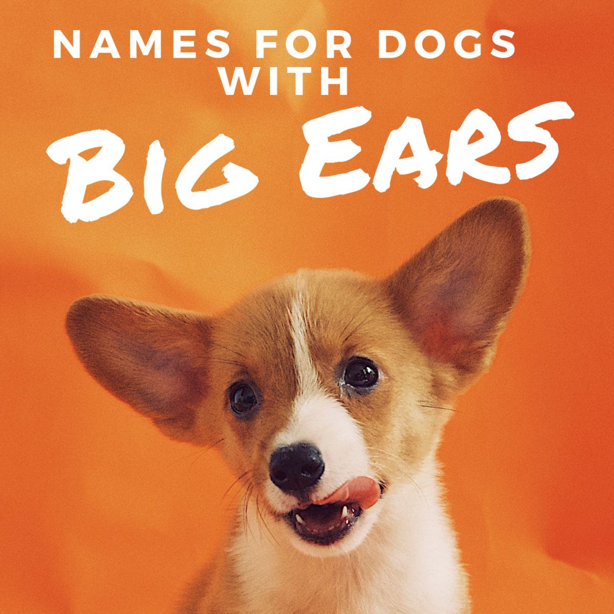 Puppies With Long Ears 50 Best Names For Dogs With Big Ears Or Floppy 