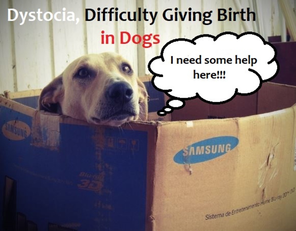 How Do You Know If Your Dog Is In Distress During Labor