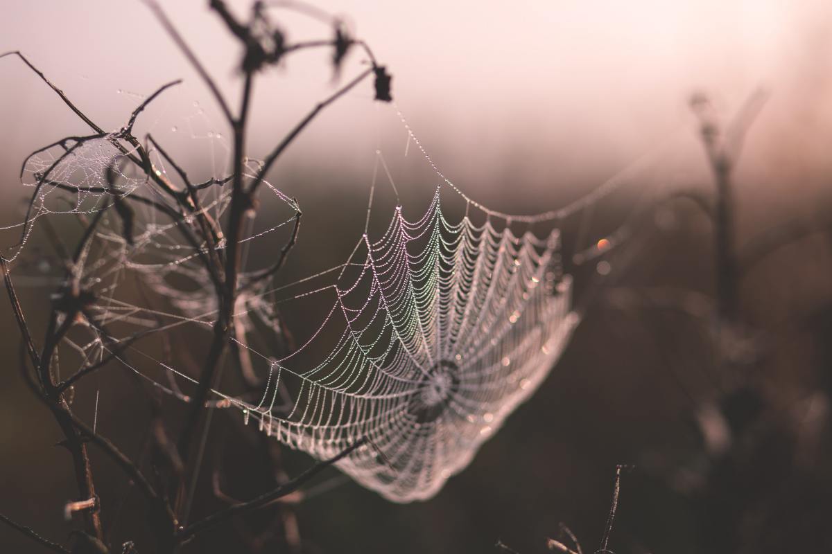 Survival Healing: Using Spider Webs on Wounds - RemedyGrove