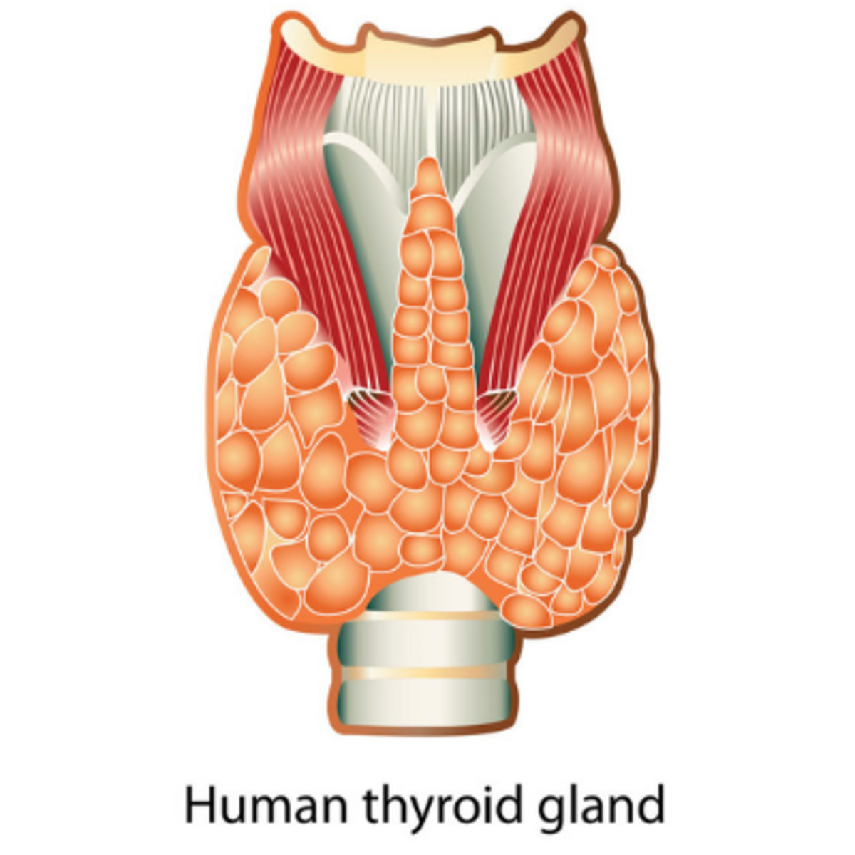 The Gallbladder Thyroid Connection: How the Health of One Affects the ...