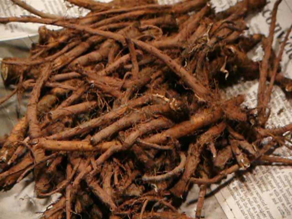 Health and Healing Benefits of Dandelion Root - RemedyGrove