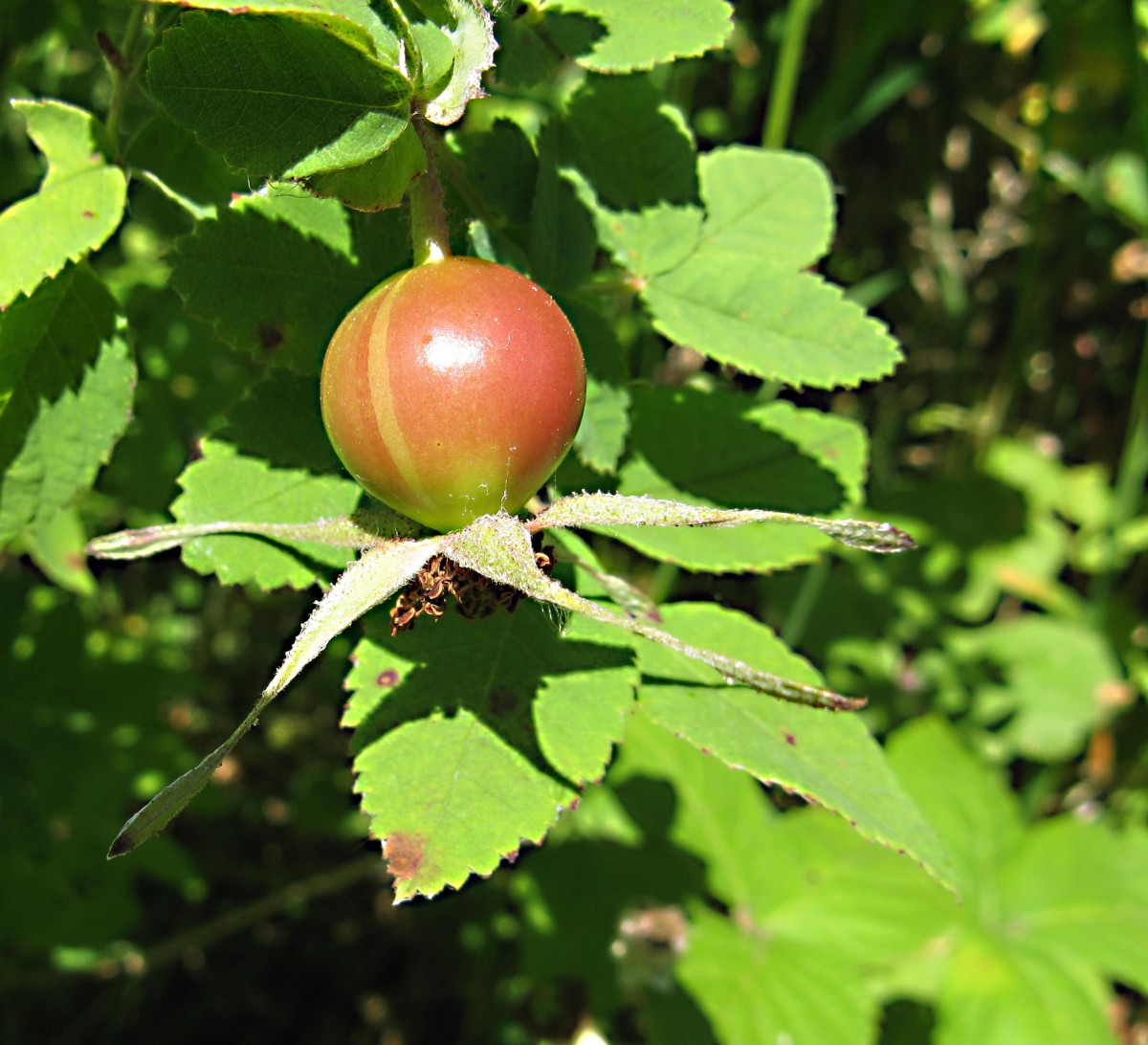 Rose Hips: Interesting Plant Facts, Nutrients, and Uses - RemedyGrove