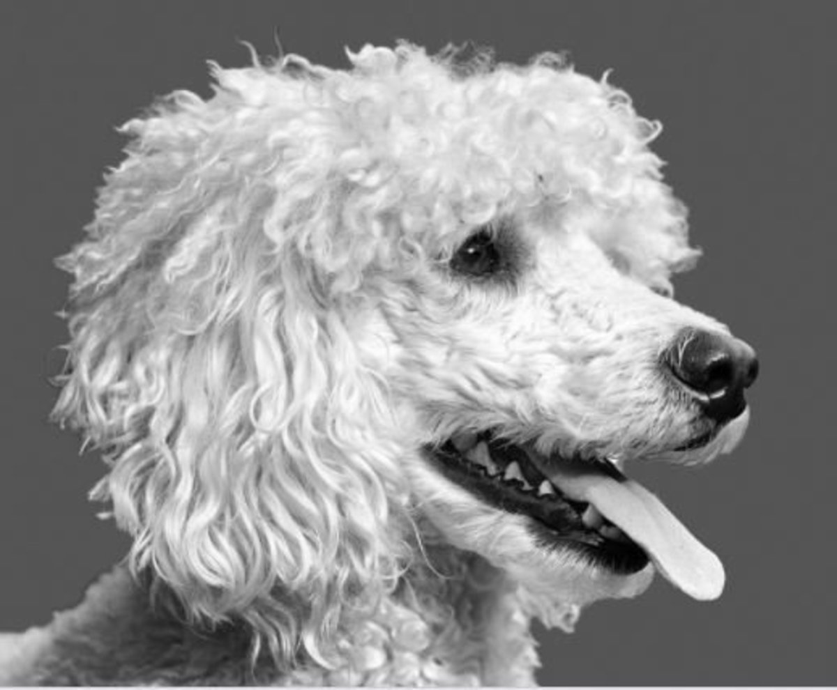 Typical and Atypical Addison's Disease in Dogs - HubPages