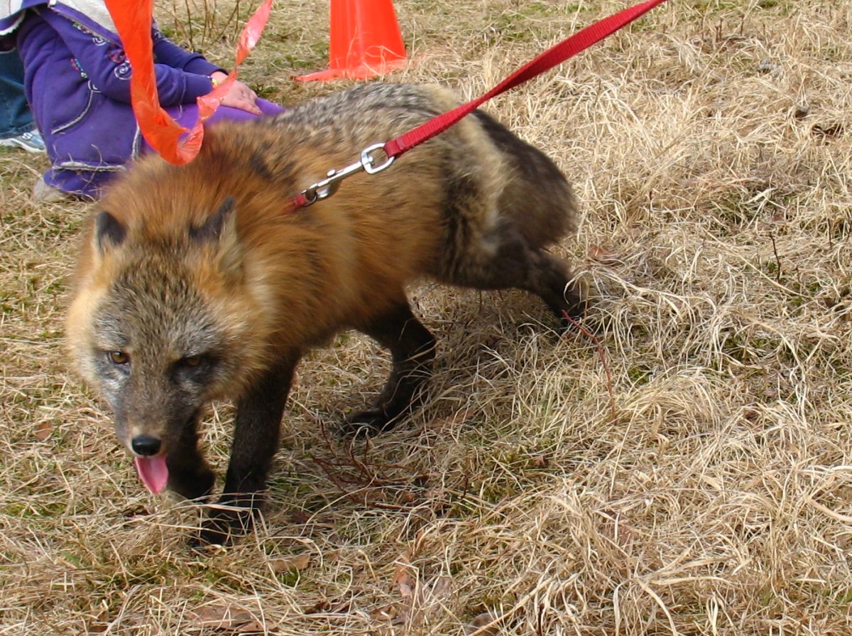 Are Exotic Pets Legal In Pennsylvania PetHelpful