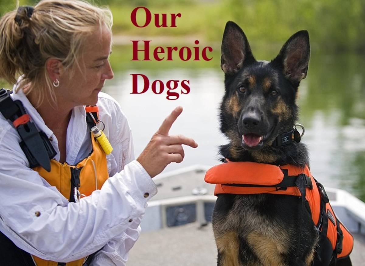 When Were Search And Rescue Dogs First Used