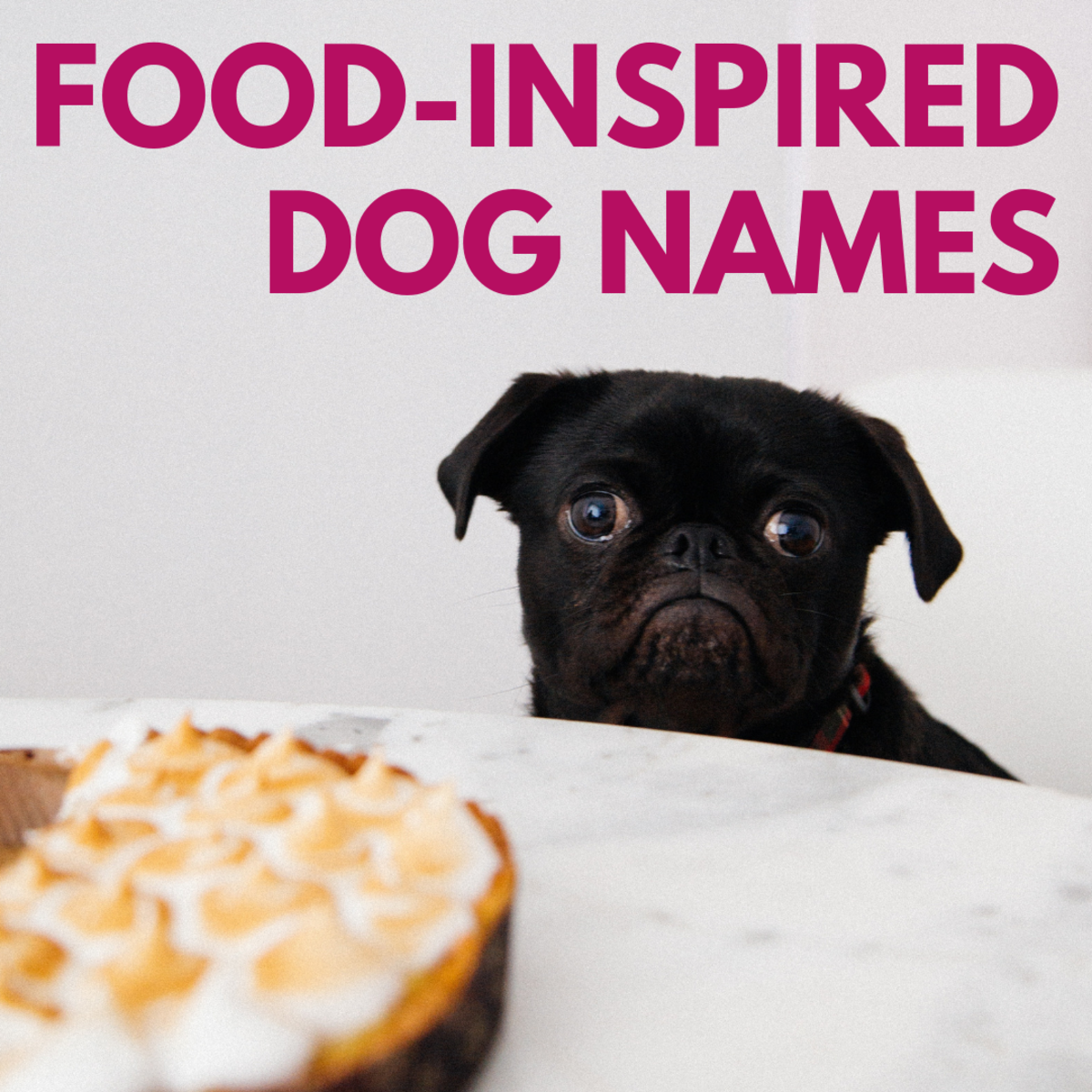 Cute Dog Names Based On Food What S Your Favorite IXXLIQ
